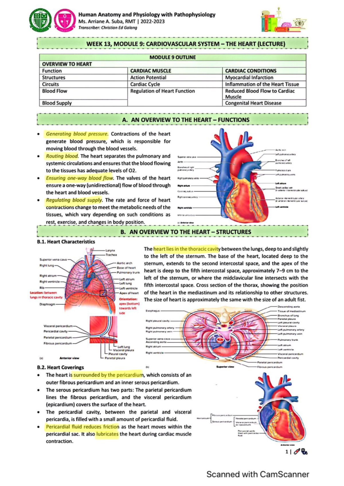Cardiovascular System - Anatomy and Physiology - Studocu