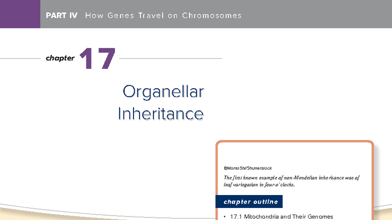 Chapter 17: Organellar Inheritance and Mitochondrial Genetics - Studocu
