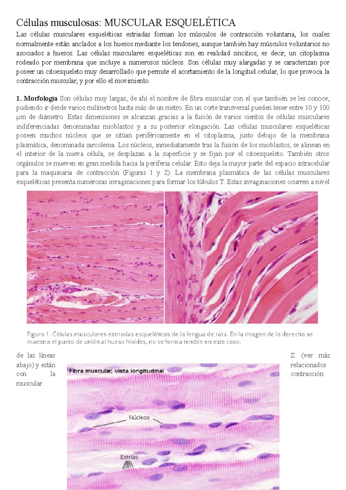 2. Células Musculares Esqueléticas: Morfología y Función - Studocu