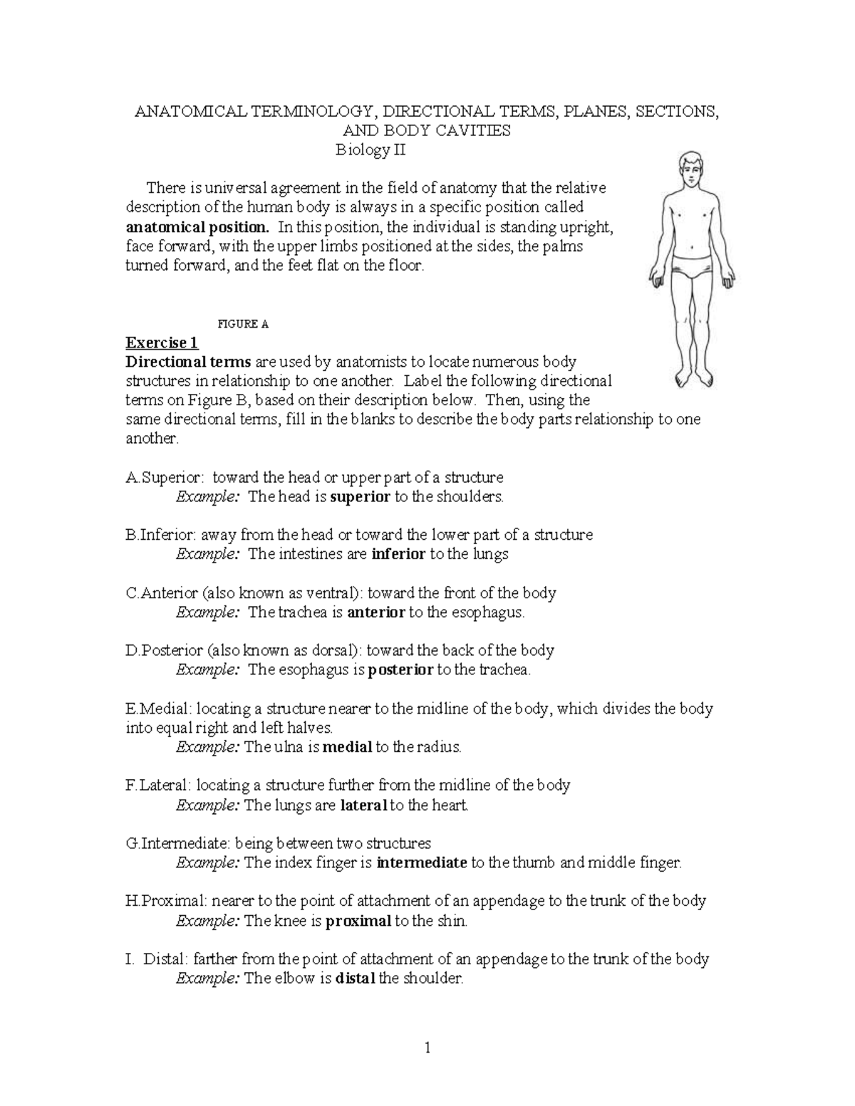 Anatomical terminology worksheet 2 - ANATOMICAL TERMINOLOGY ...