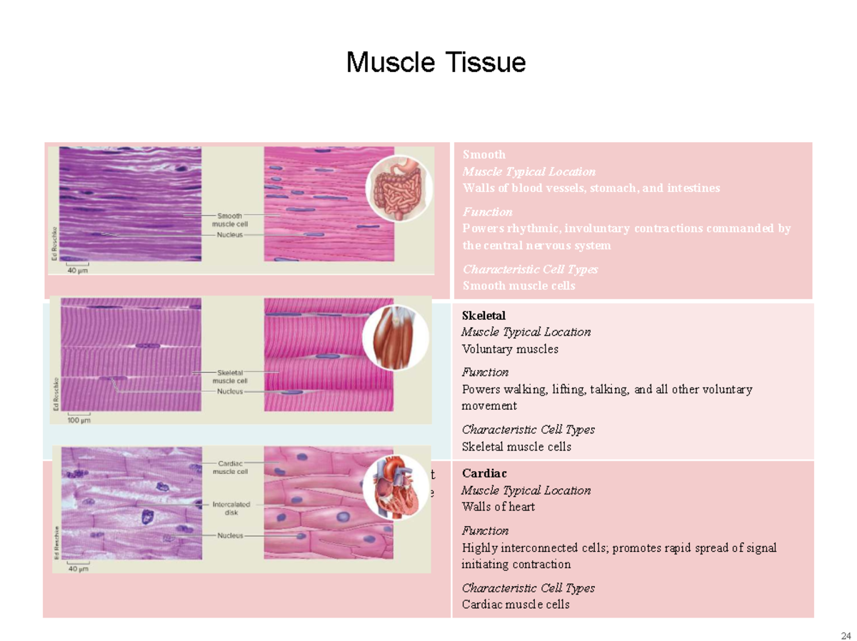 Skeletal Muscle Tissue Function