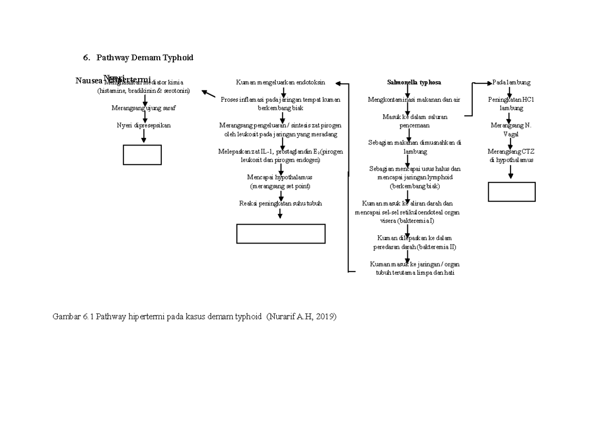 Pathway Demam Typhoid: Mekanisme dan Proses Fisiologis - Studocu