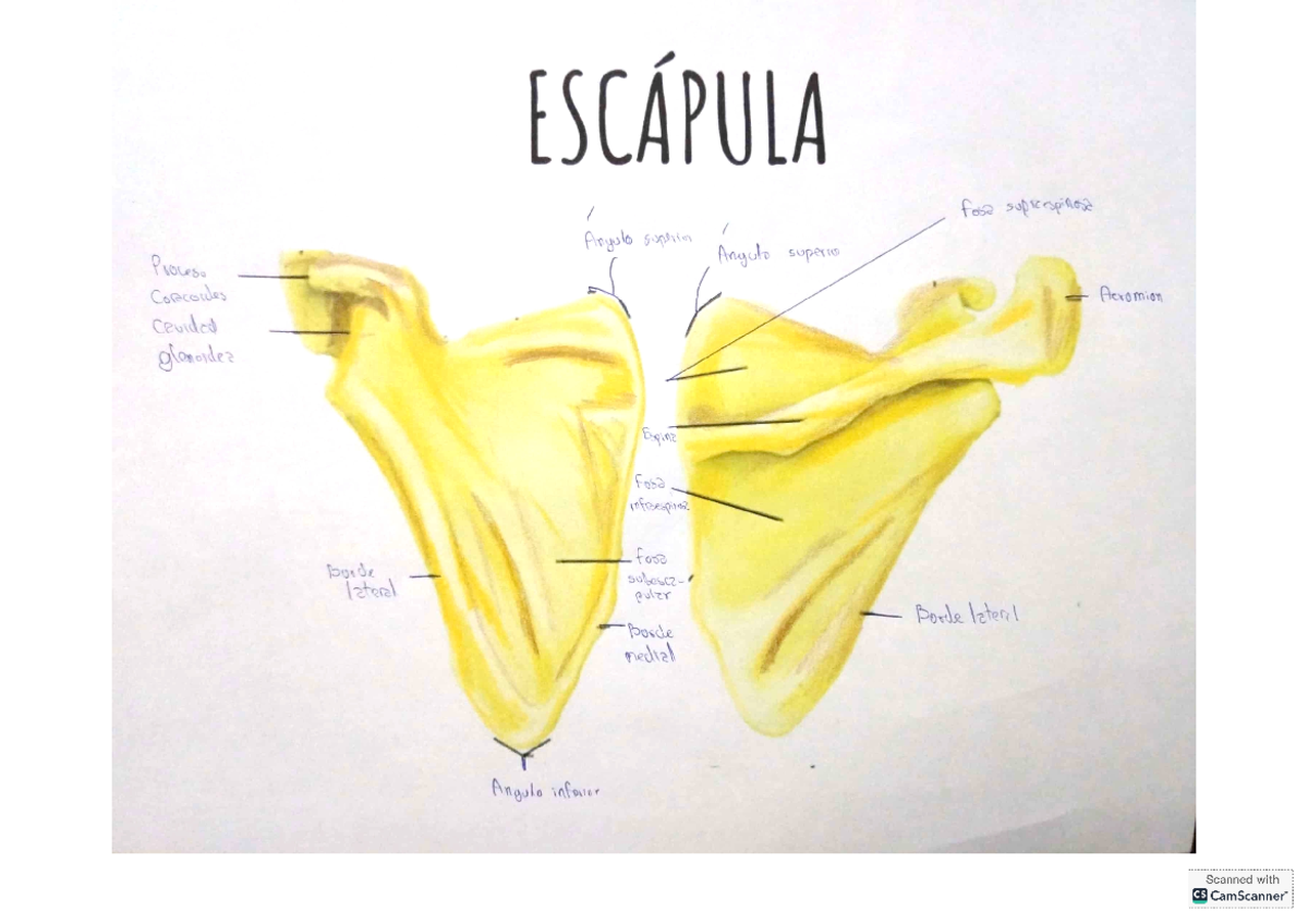 Huesos Miembro Superior - ESCÁPULA fosa supicespinosa Anyulo superior ...