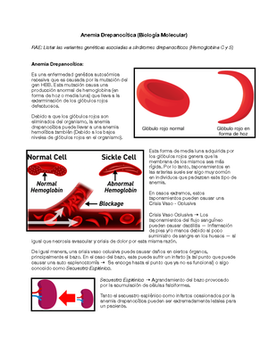 RAE 4-Sueño - resumen - RAE 4: Describir los elementos fundamentales de ...