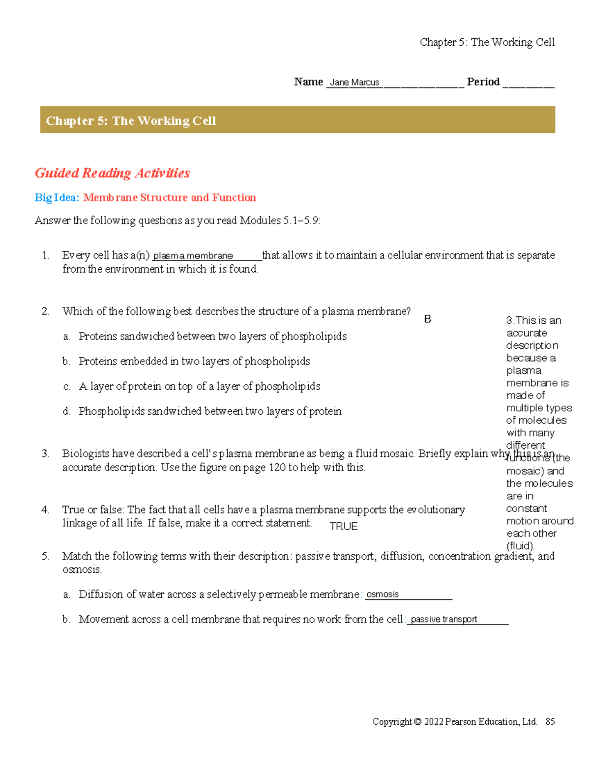 Guided Reading Activity: Chapter 5 - The Working Cell (Biology 101 ...
