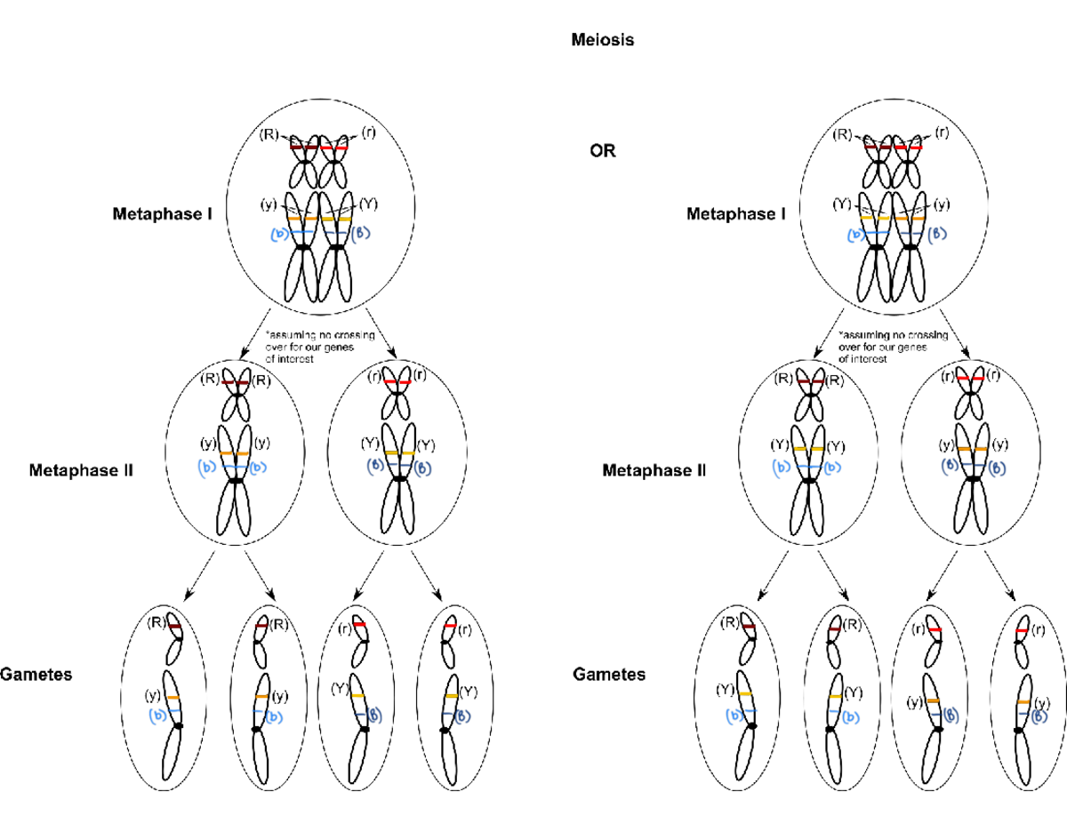 Meiosis and Chromosome Schematic (Biology 101) - Studocu