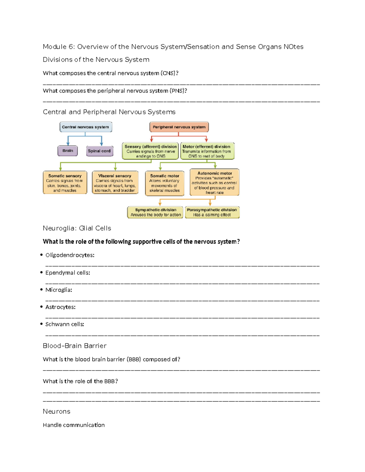 Module 6: Nervous System & Sensory Organs Overview Notes - Studocu