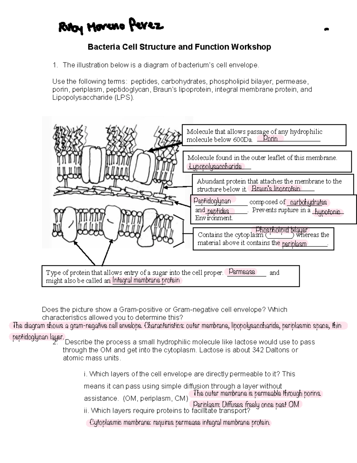 Bacteria Cell Structure & Function: Workshop Guide (BIOL 101) - Studocu