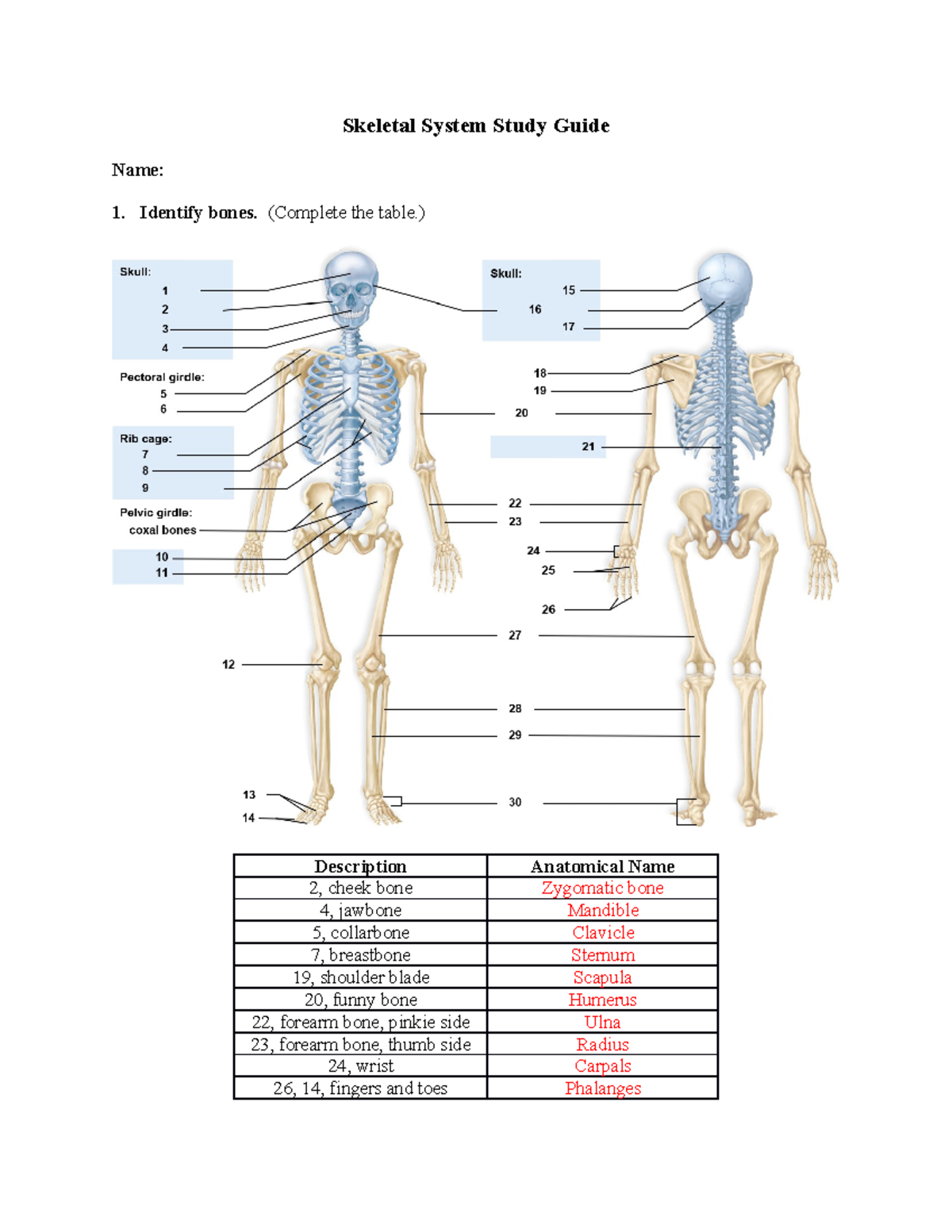 Skeletal System Study Guide - Skeletal System Study Guide Name ...