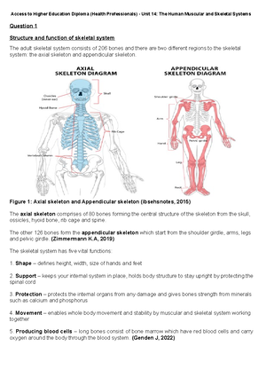 Unit 11 Human Muscular and Skeletal System - Unit 11: The Human ...