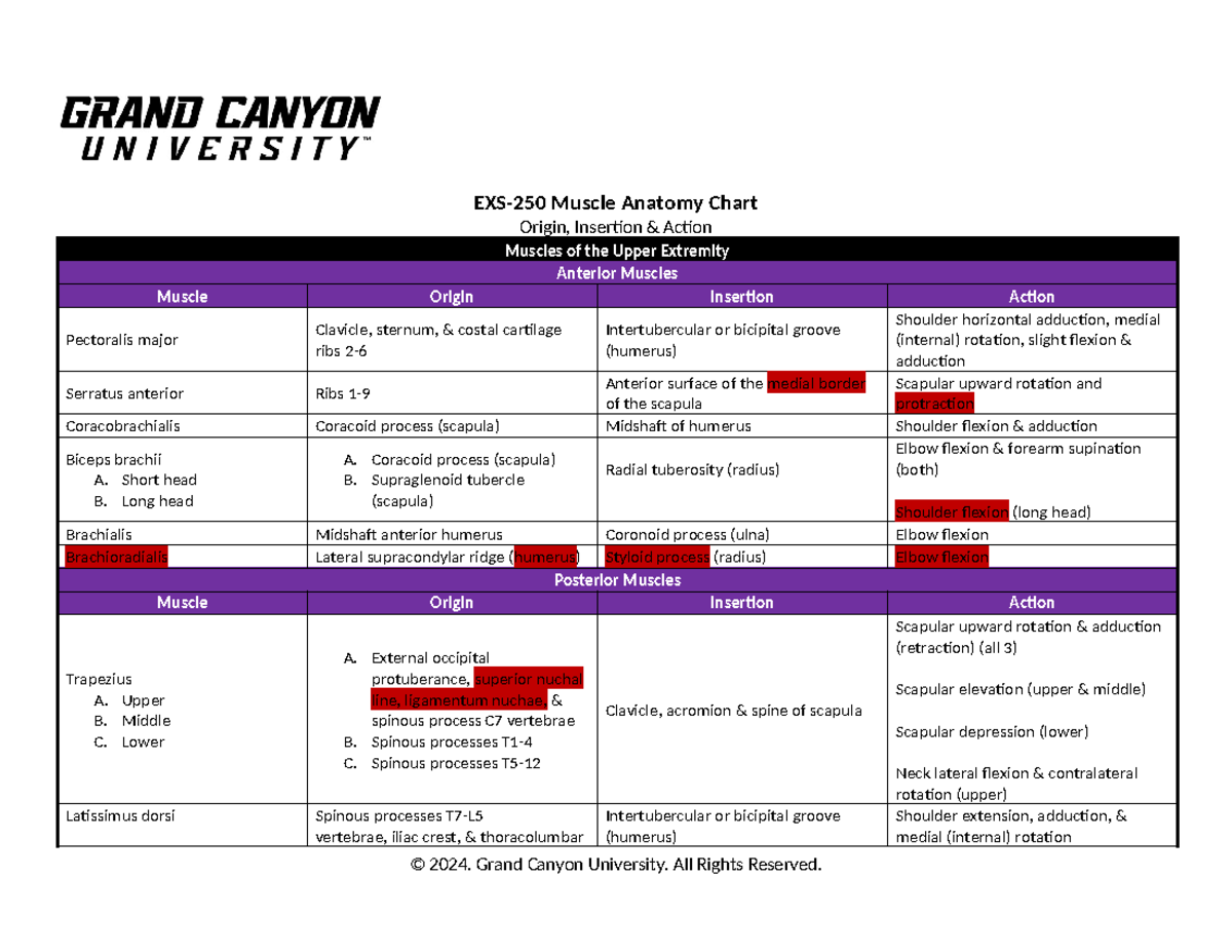 EXS 250 RS Muscle Anatomy Chart: Origin, Insertion, and Action - Studocu