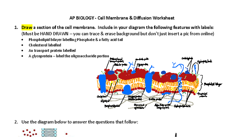 AP BIOLOGY Membrane & Transport Diffusion Worksheet 2023 - Studocu