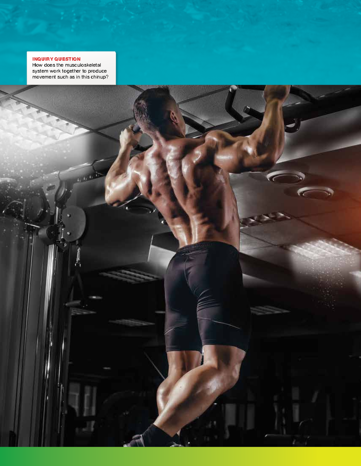 Chapter 3: Musculoskeletal System and Movement - Studocu