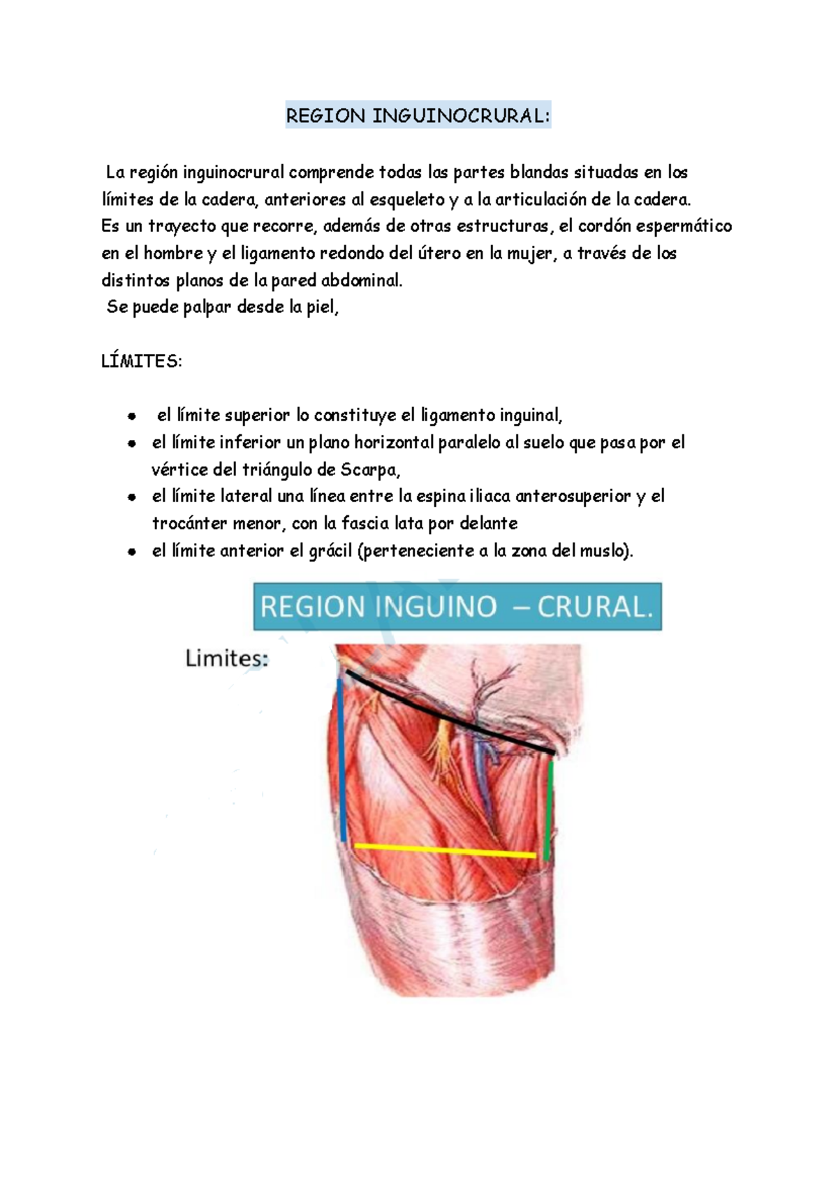 Región Inguinal: Anatomía y Estructuras Relacionadas en Detalle - Studocu