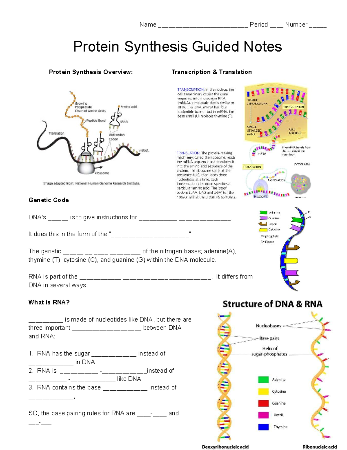 Protein Synthesis Overview: Guided Notes on Transcription & Translation ...