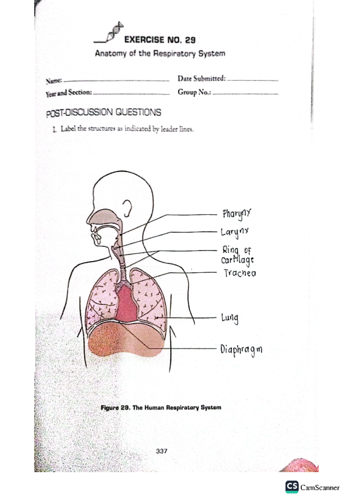 Exercise 29: Anatomy of the Respiratory System - Labeling Structures ...