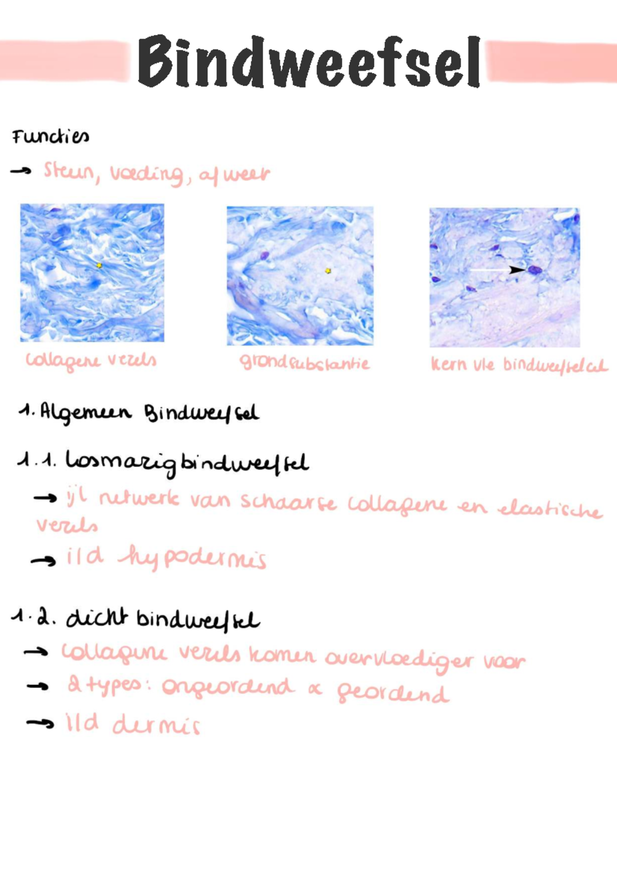 Practicum Bindweefsel: Functies en Structuren van Bindweefsel - Studocu