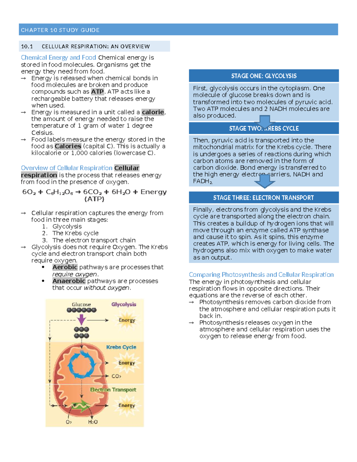 Chapter 10 Study Guide Use This One - CHAPTER 10 STUDY GUIDE 10 ...