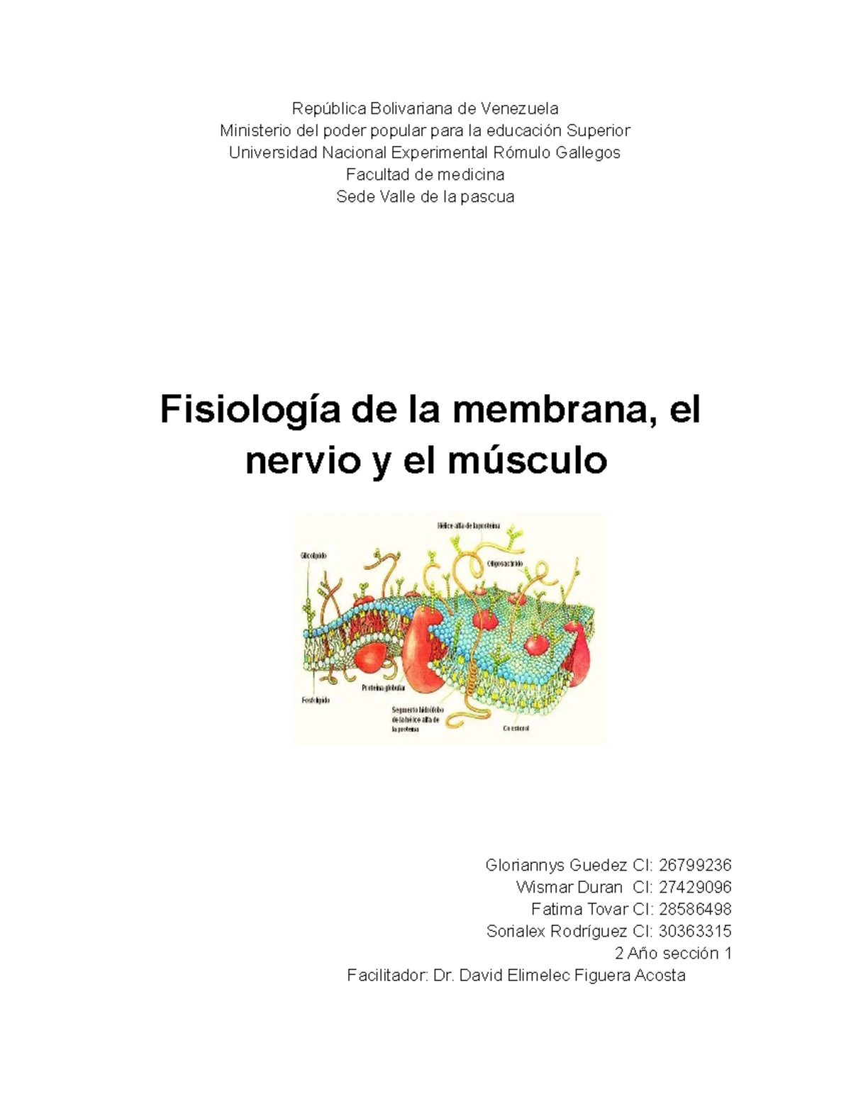 Fisiología: Transmisión Neuromuscular y Contracción Muscular - Studocu