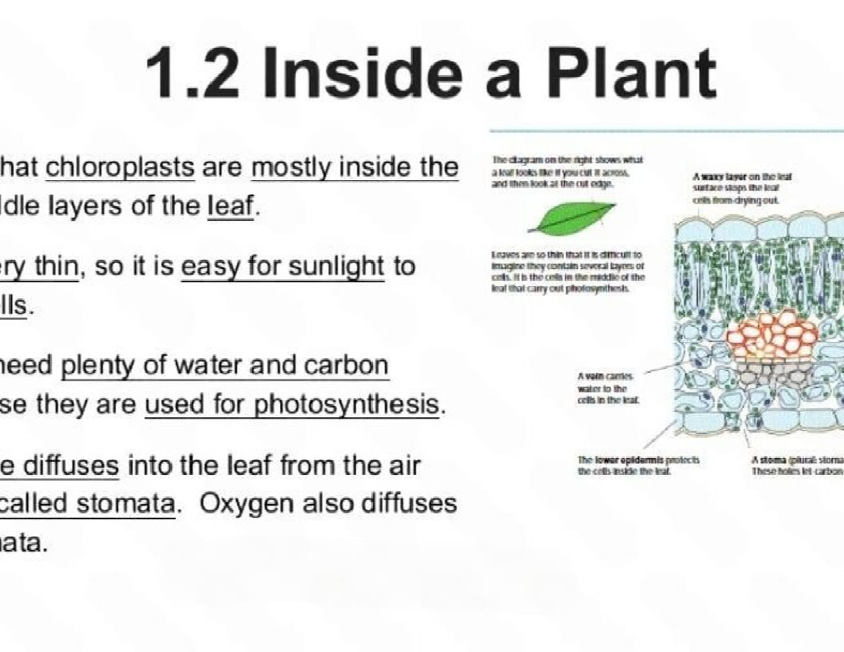 1.2 Summary of Chapter 1: Plant Structure and Photosynthesis - Studocu