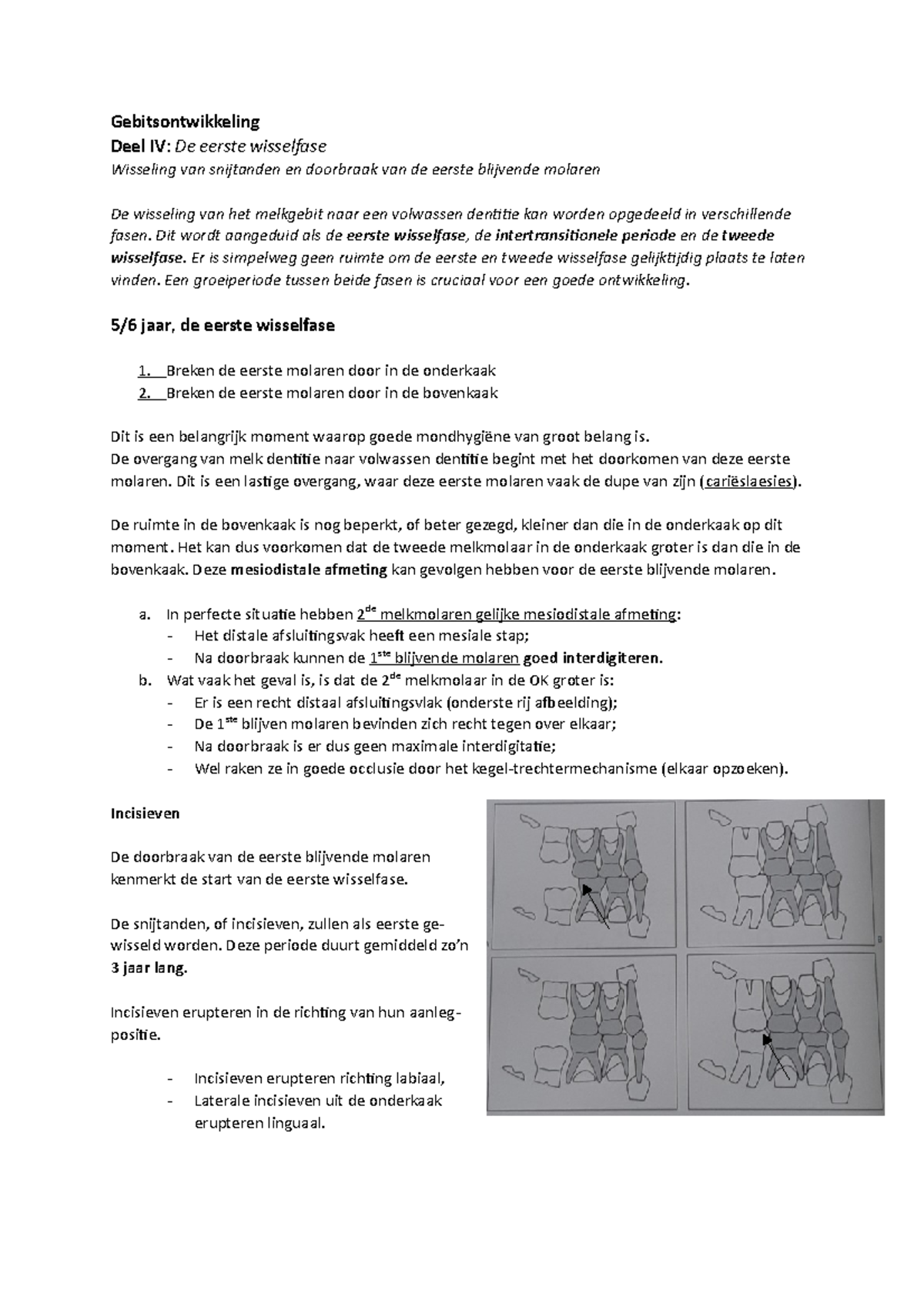 Gebitsontwikkeling: De Eerste Wisselfase en Snijtanden Eruptie ...