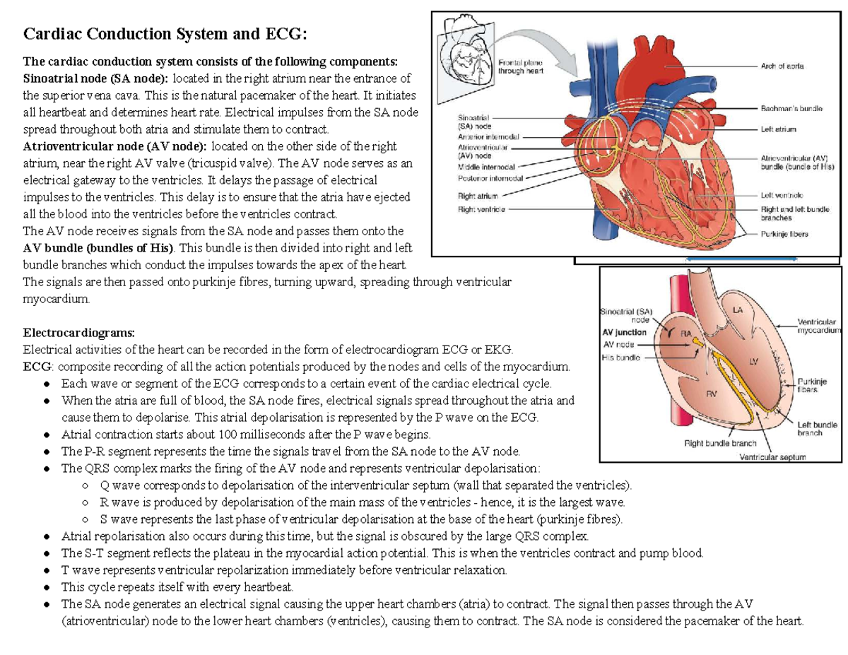ECG and Cardiac Conduction System Overview - Studocu