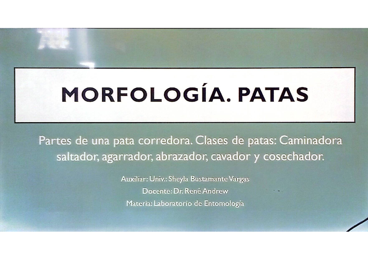 MORFOLOGÍA DE PATAS EN INSECTOS - LAB. ENTOM. - Studocu