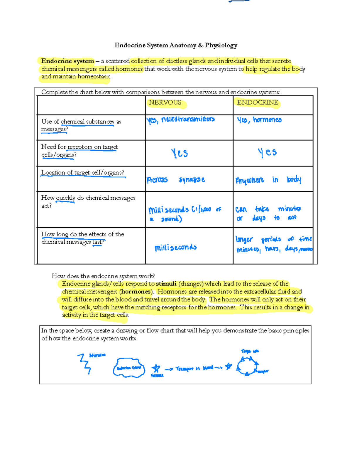 Endocrine System Anatomy & Physiology Study Guide - Endocrine System ...
