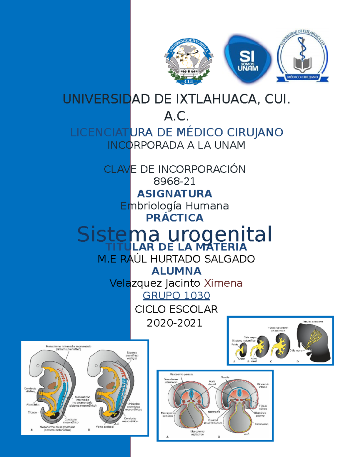 Sistema urogenital - Embriología humana y Biología del desarrollo ...