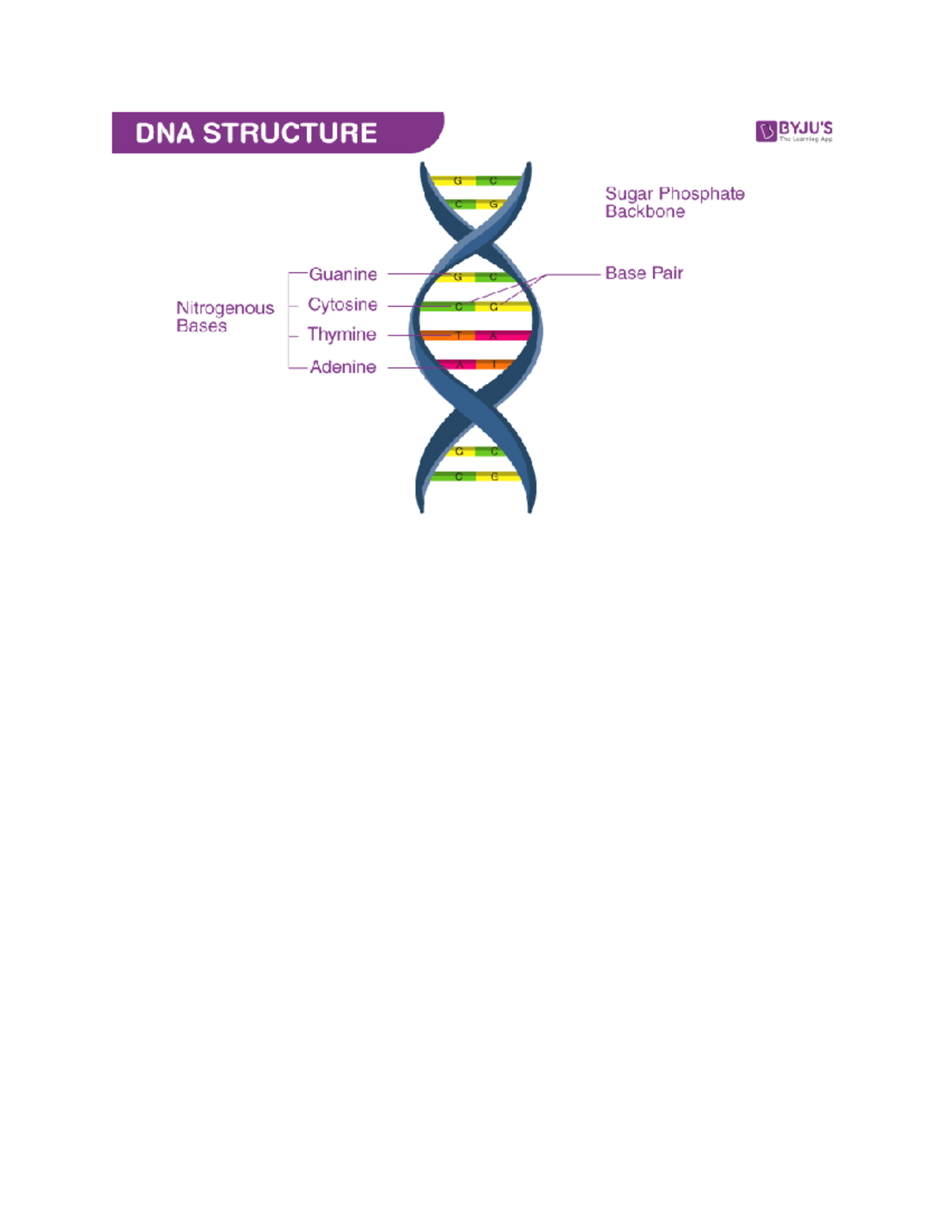 Dna model - DNA STRUCTURE The Learning App Sugar Phosphate Backbone ...