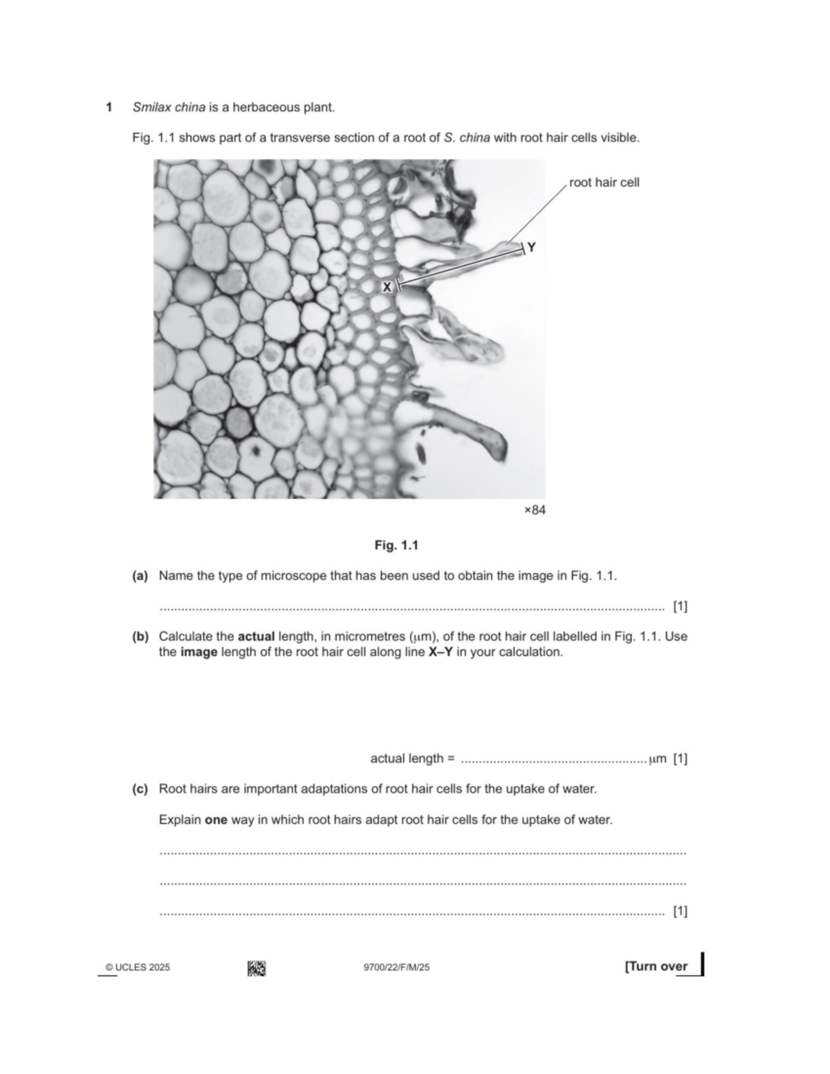 Transport in Plants: Root Hair Cells and Water Uptake (UCLES 2025 ...