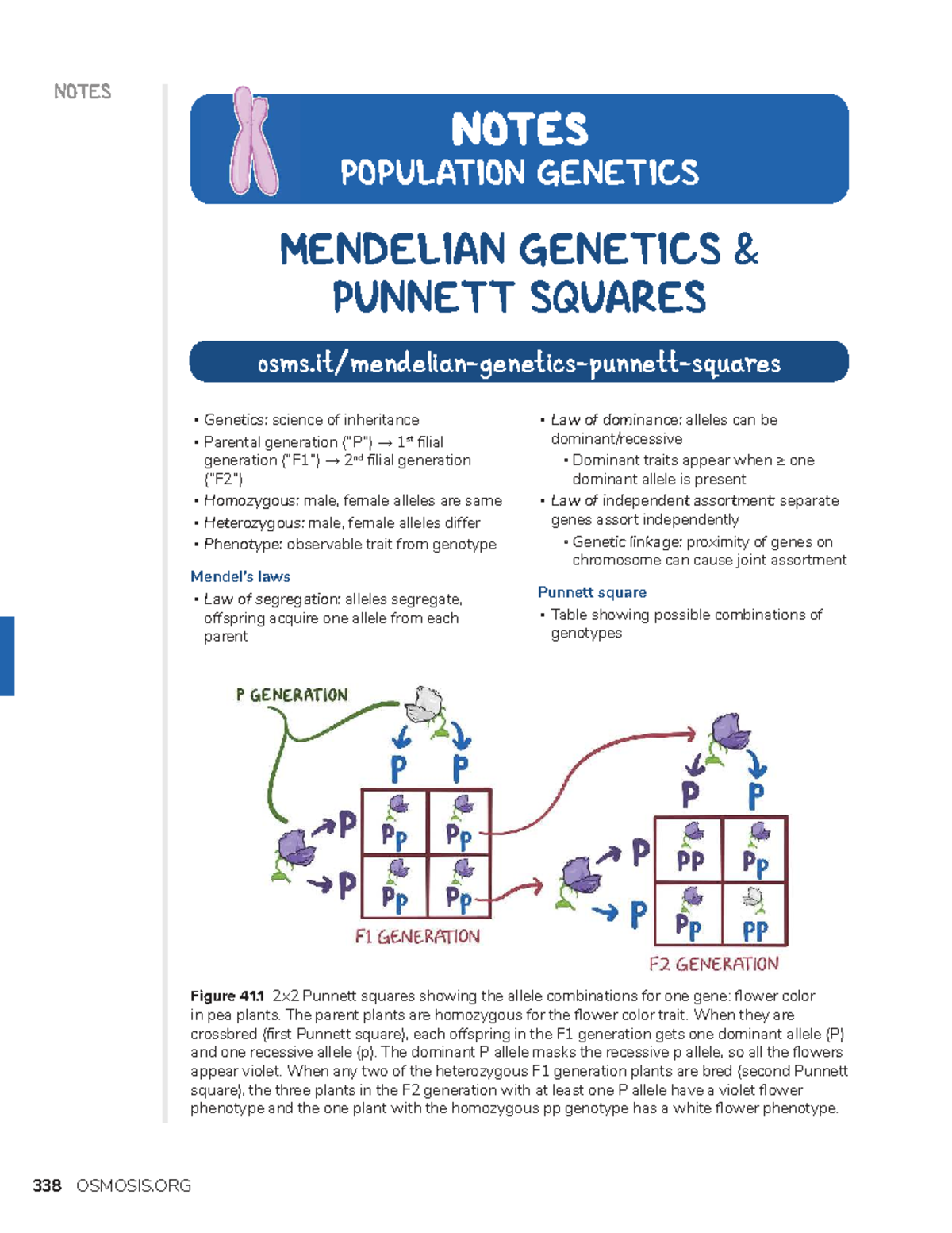 Population Genetics (GEN 101) - Essential Notes for Understanding ...