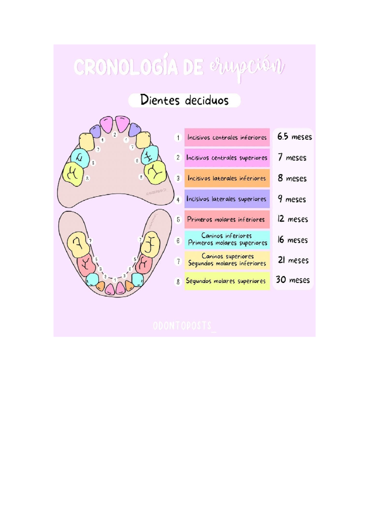 Cronología De Erupción Dental Dientes Deciduos Y Fisiología Studocu