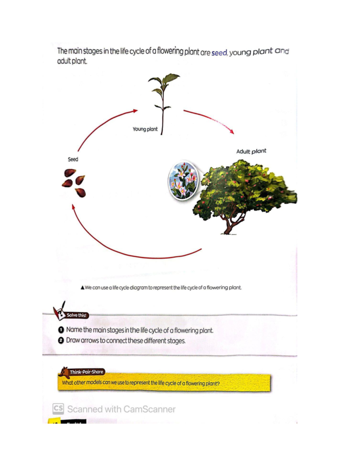CS Life Cycle of Flowering Plants: Stages & Germination Process - Studocu