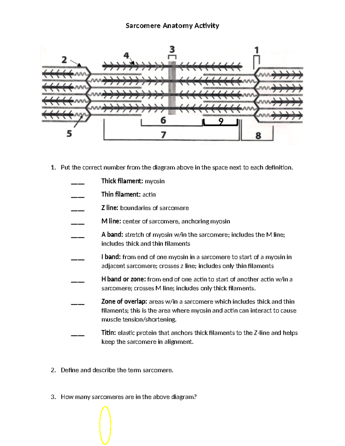 Sarcomere Worksheet - Sarcomere Anatomy Activity 1. Put the correct ...