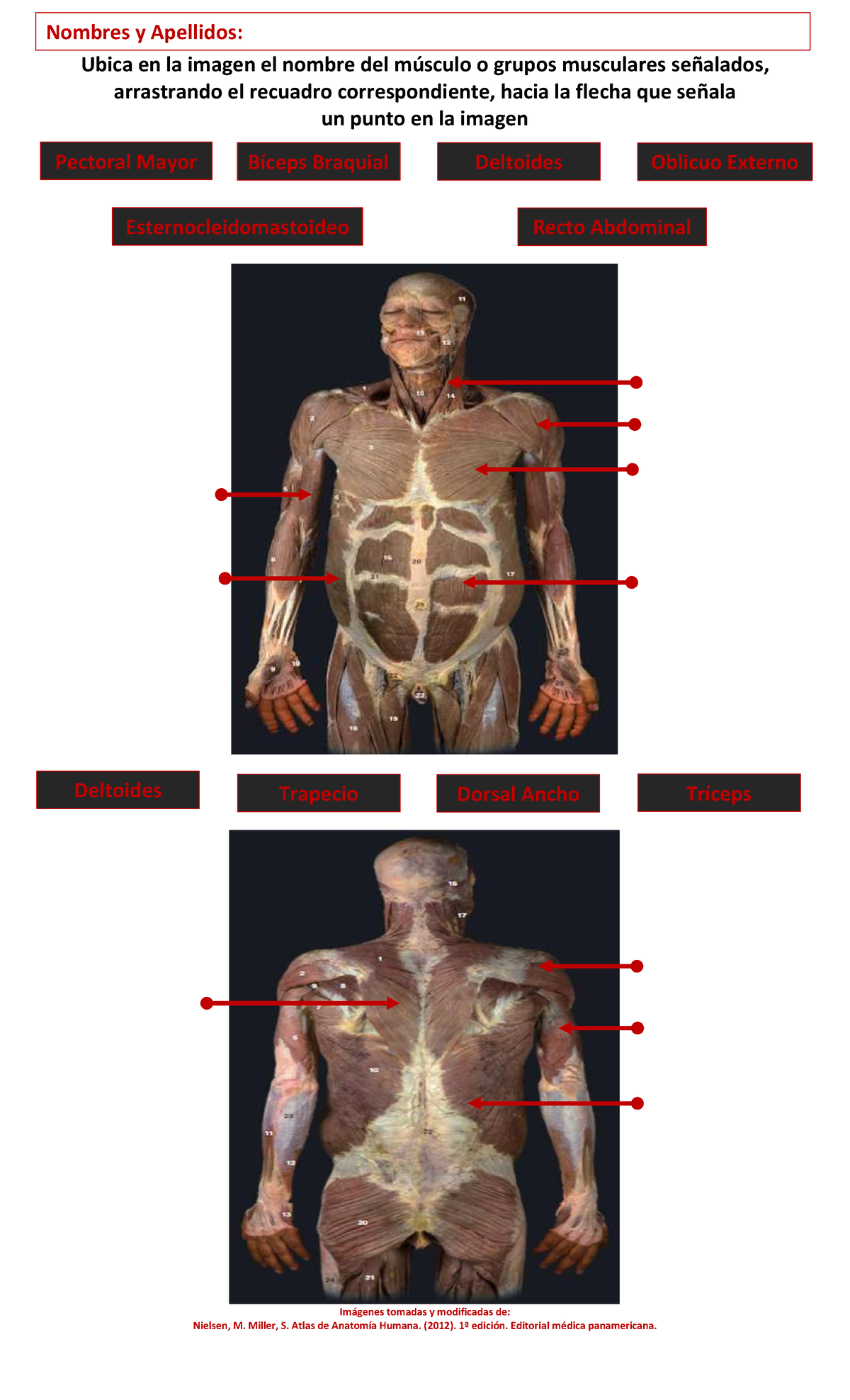 Ficha Interactiva de Anatomía Muscular: Ubicación de Músculos - Studocu