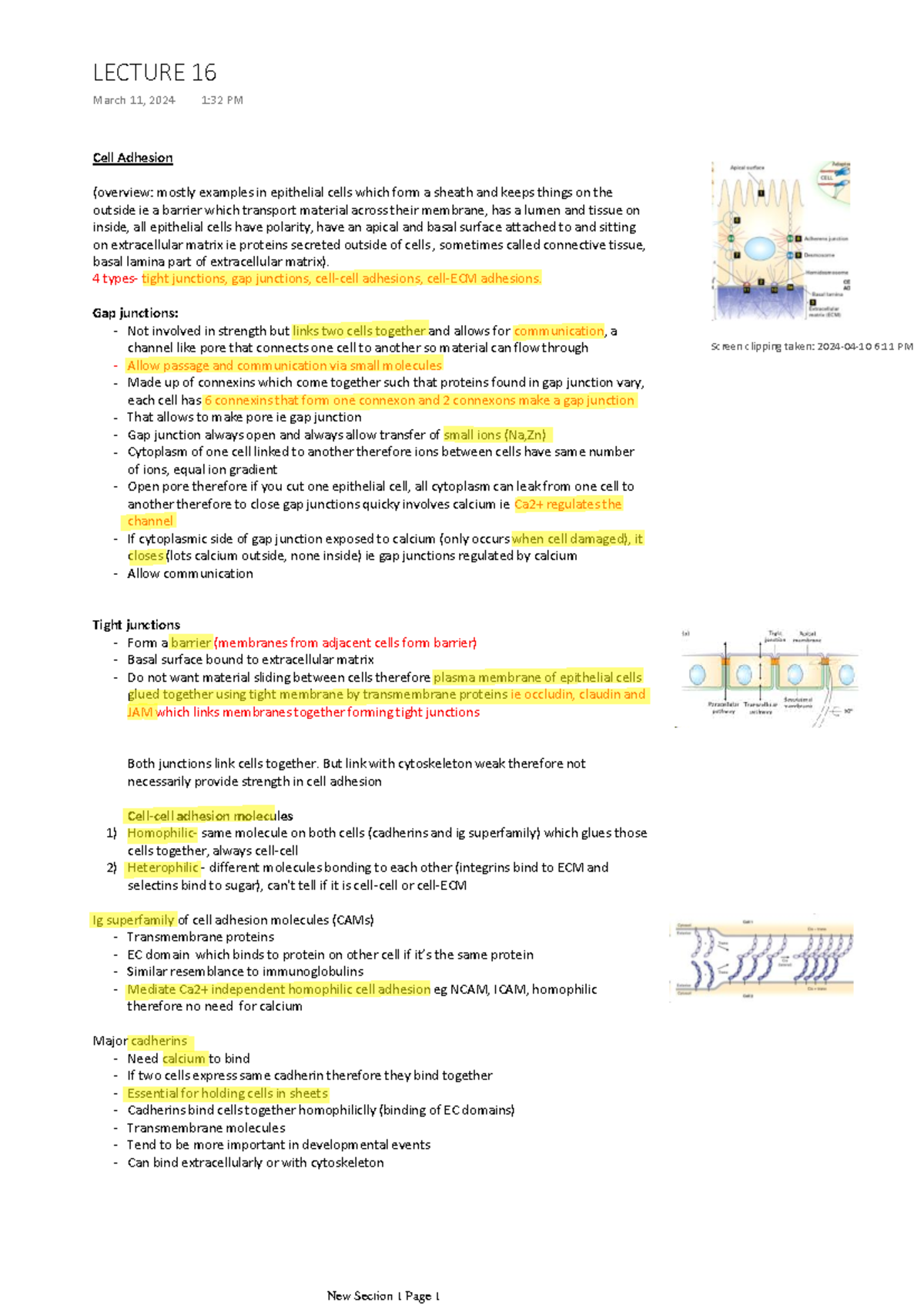 CELL BIO 9: Lecture Notes on Cell Adhesion Mechanisms - Studocu