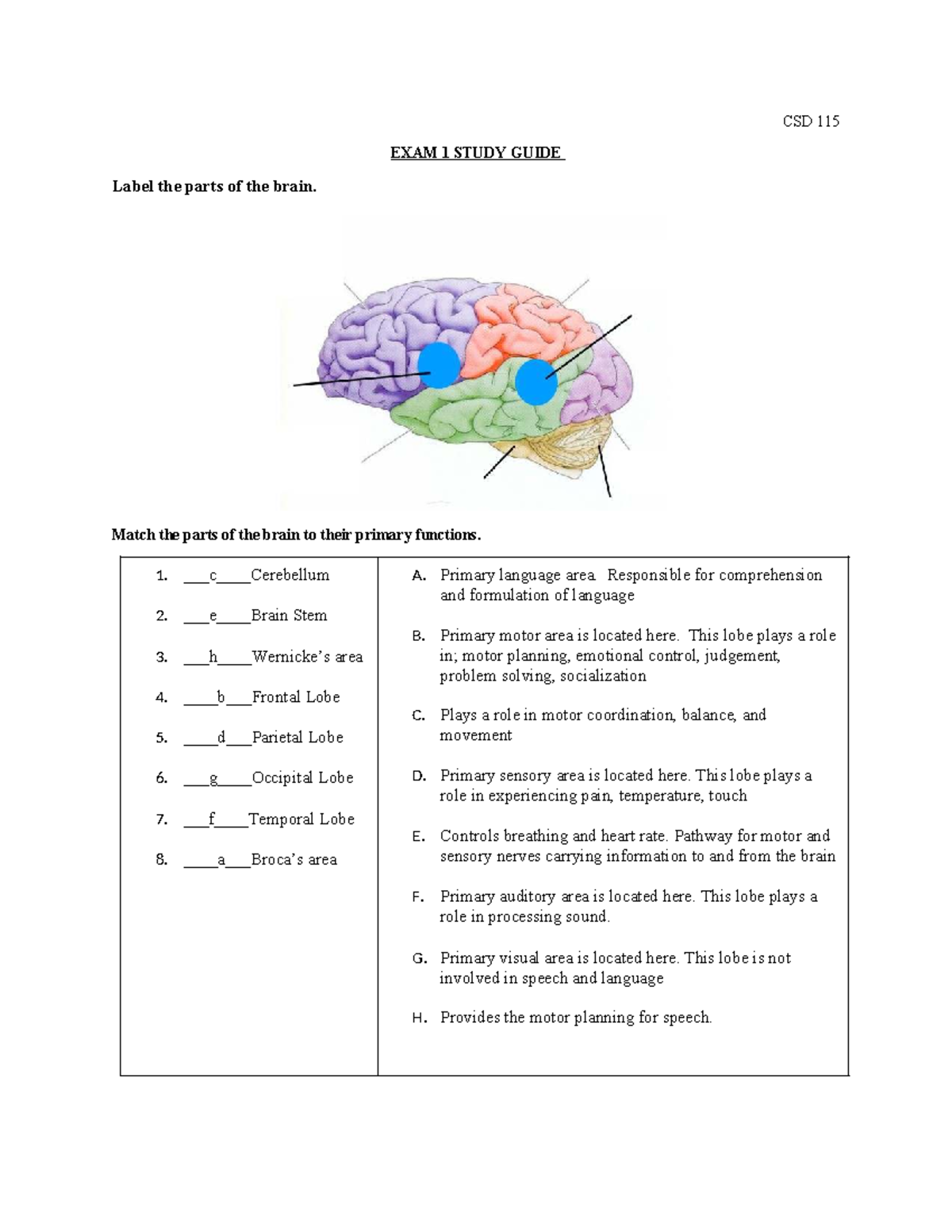 CSD 115 EXAM 1 STUDY GUIDE: Brain Functions & Communication - Studocu