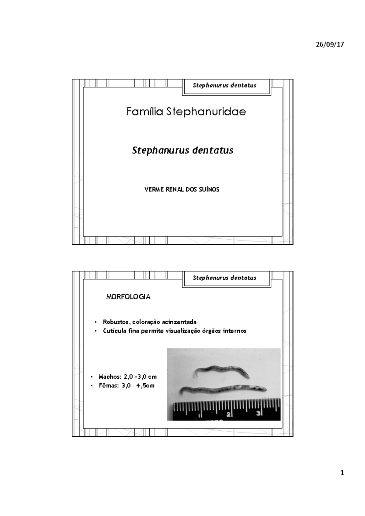 PDF Aula parasito II Stephanurus dentatus - Stephanurus dentatus VERME ...
