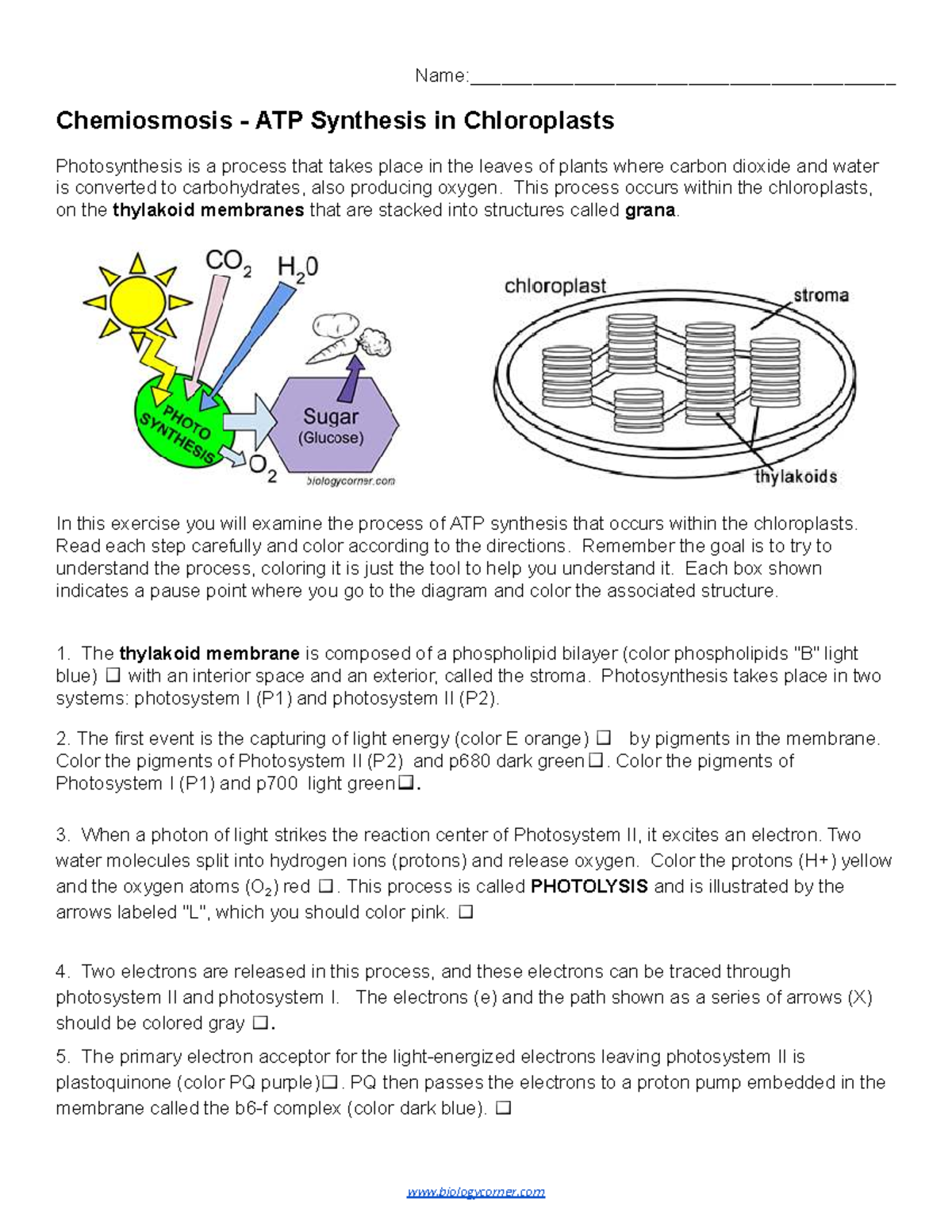 16. Tough - Photosynthesis Coloring: Chemiosmosis ATP Synthesis Guide ...