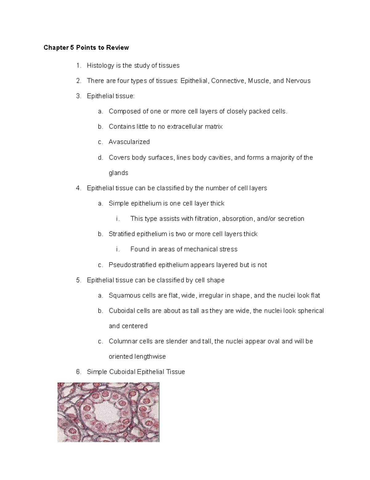 BIOL 1314 Exam 2 Study Guide: Tissues, Integument, & Skeletal System ...