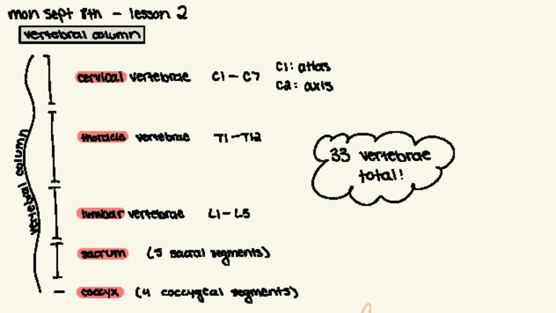 Anatomy Notes: Vertebral Column Overview (Course Code: 2 Mon Sept ...
