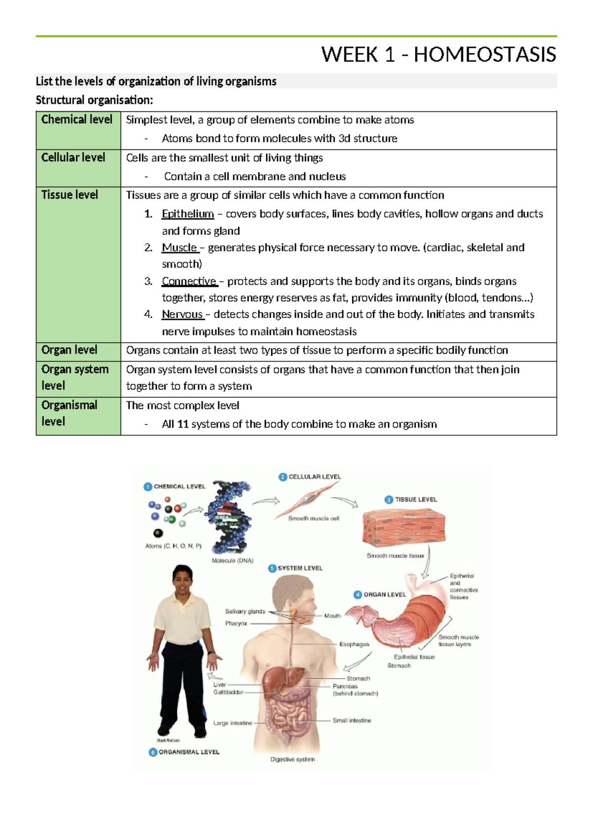 WEEK 1 - Homeostasis: Levels of Organization & Key Concepts - Studocu