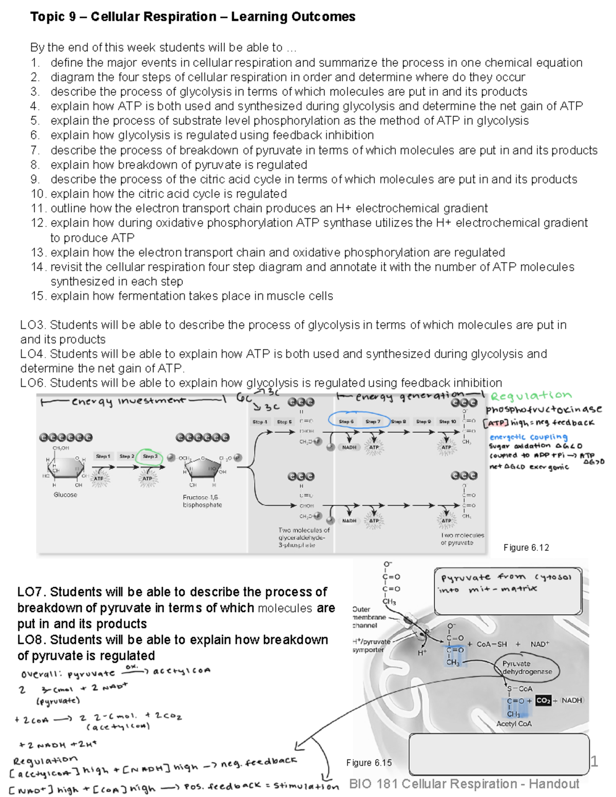 Cellular respiration notes - BIO 181 Cellular Respiration - Handout 1 ...