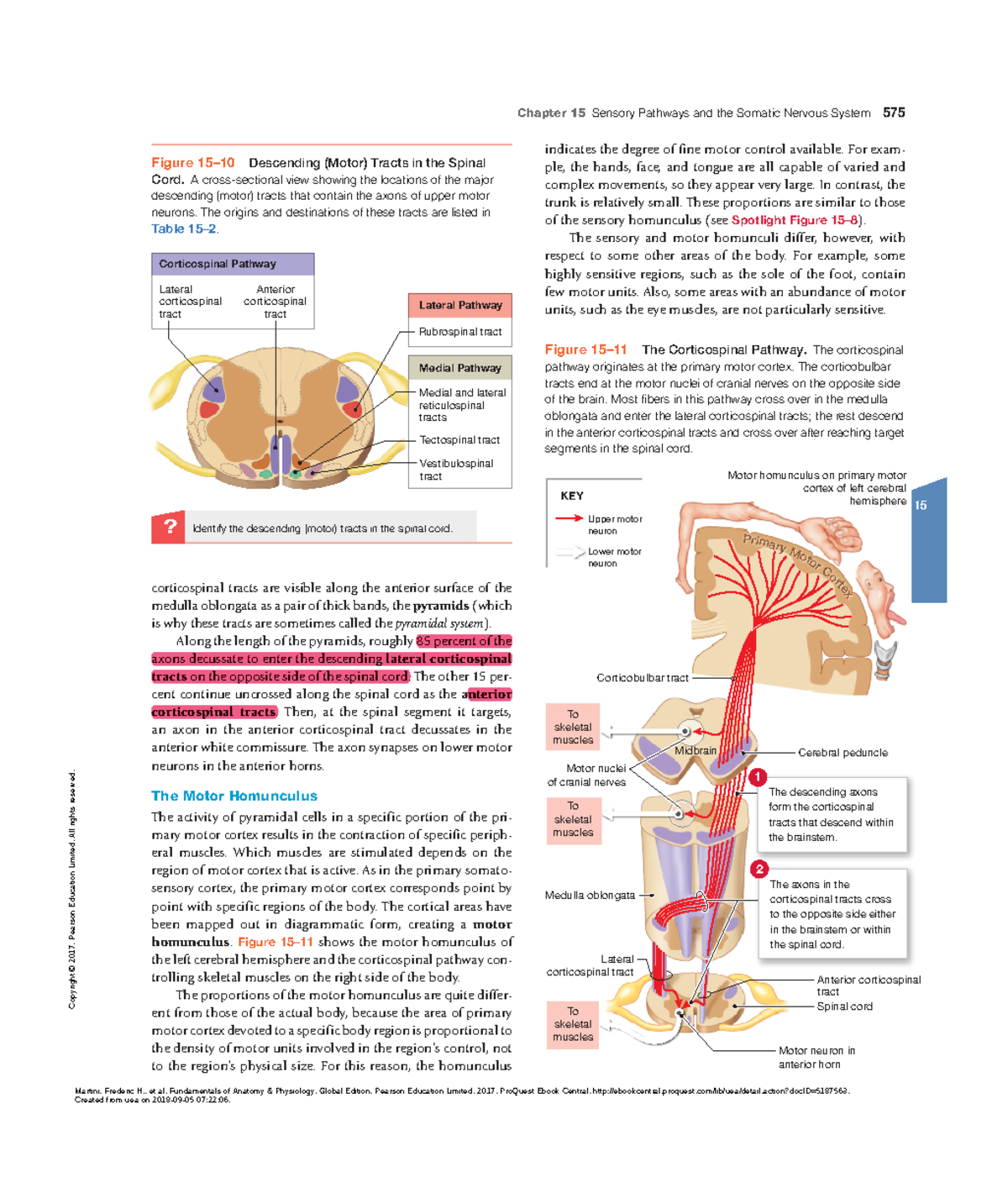 Somatic Sensory And Motor Pathways