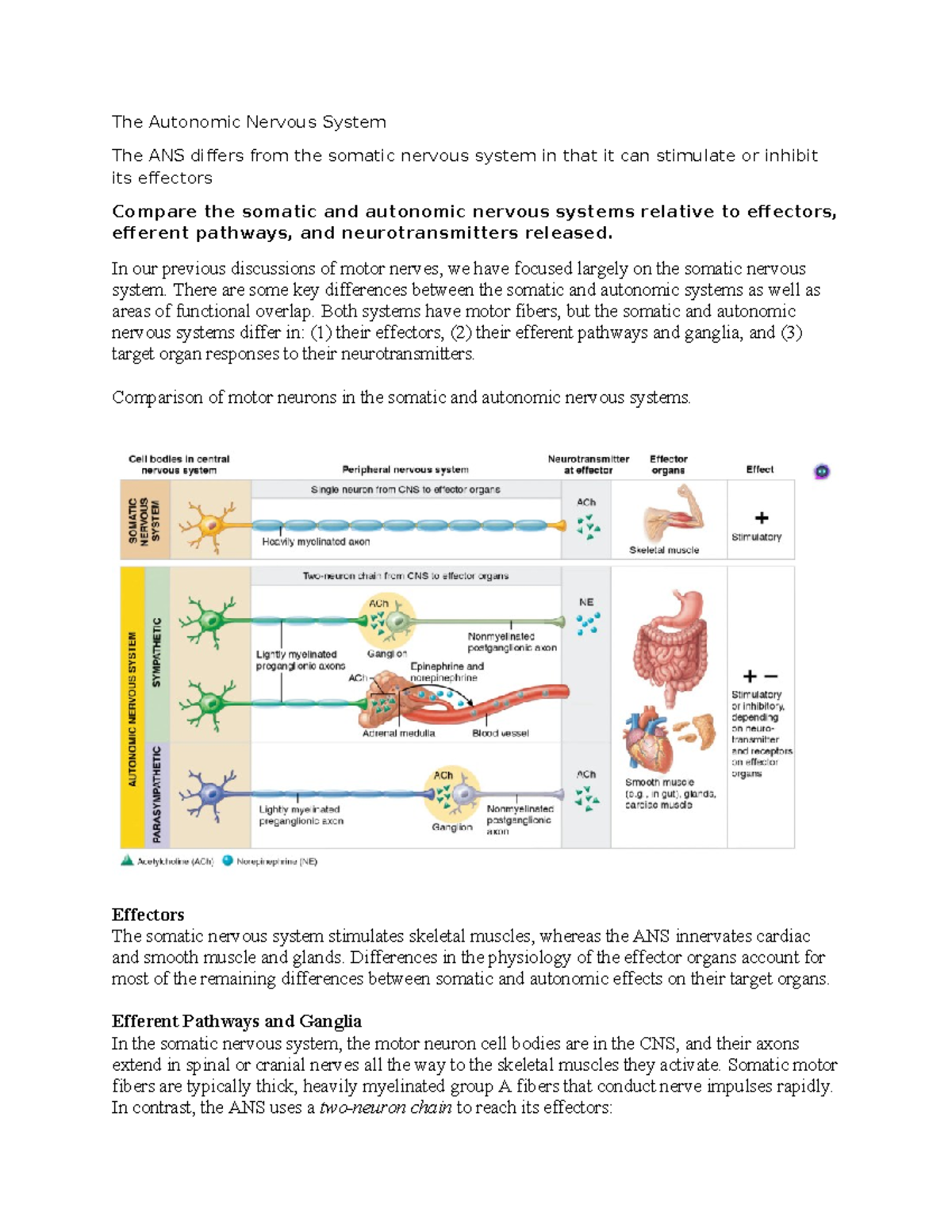 Craniosacral Parasympathetic Nervous System: Functions & Pathways - The ...