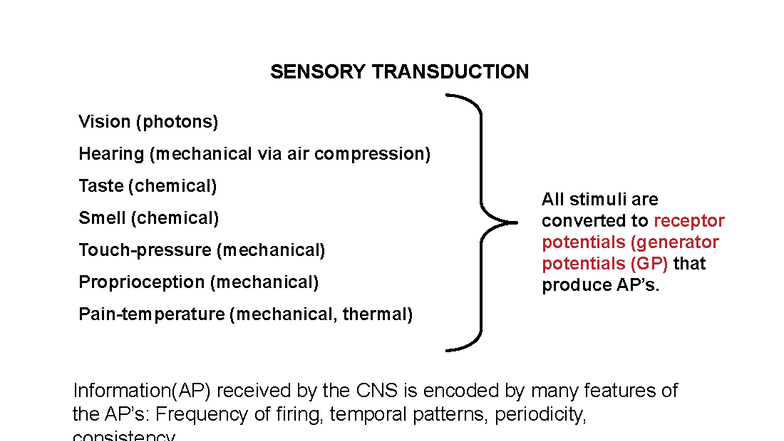 Sensory Transduction Mechanisms in Human Physiology (BIO 101) - Studocu