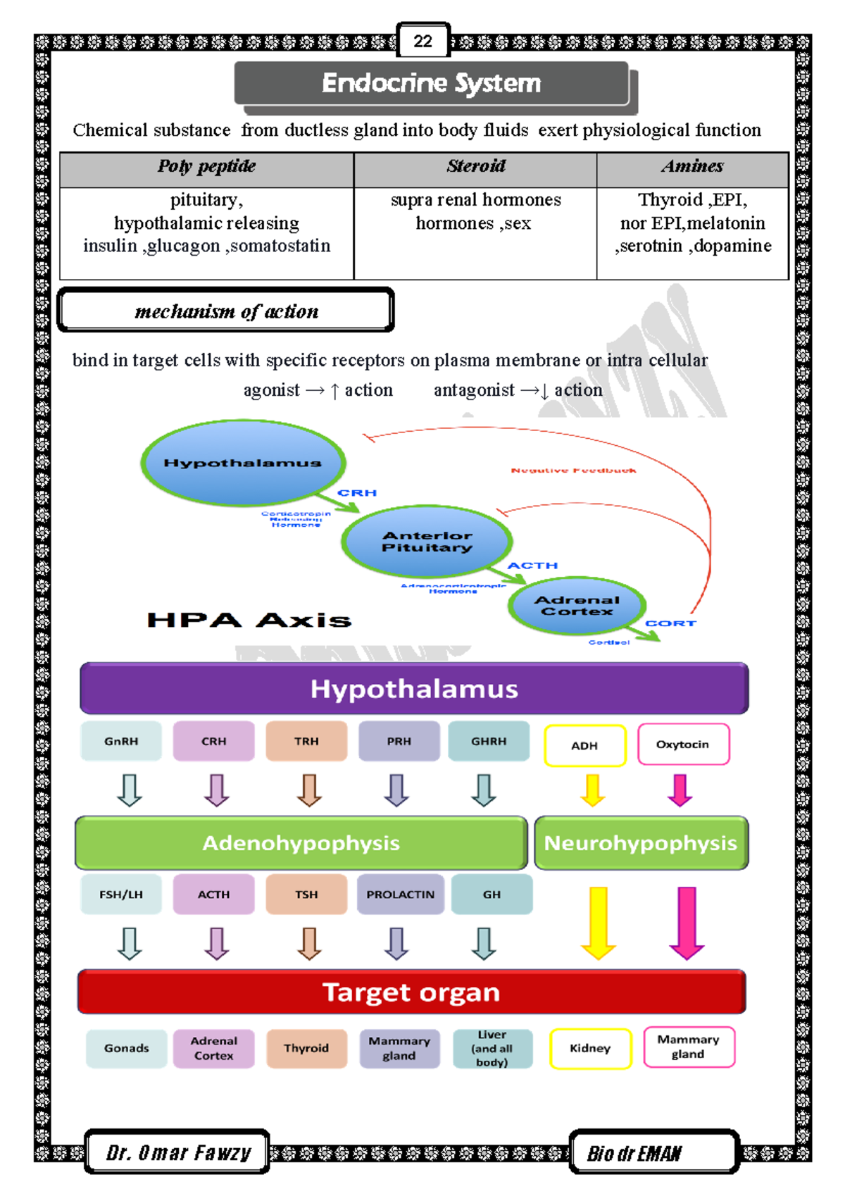 Endocrine system bioclinical - Chemical substance from ductless gland ...