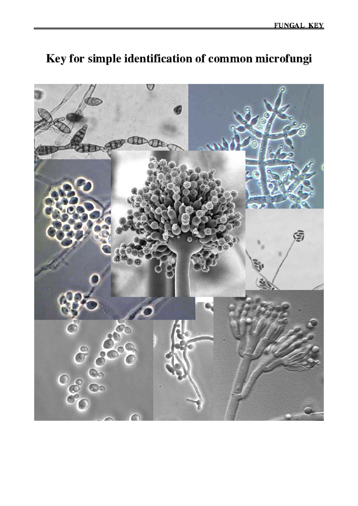 Key to identification of common microfungi - Only mycelium - Studocu