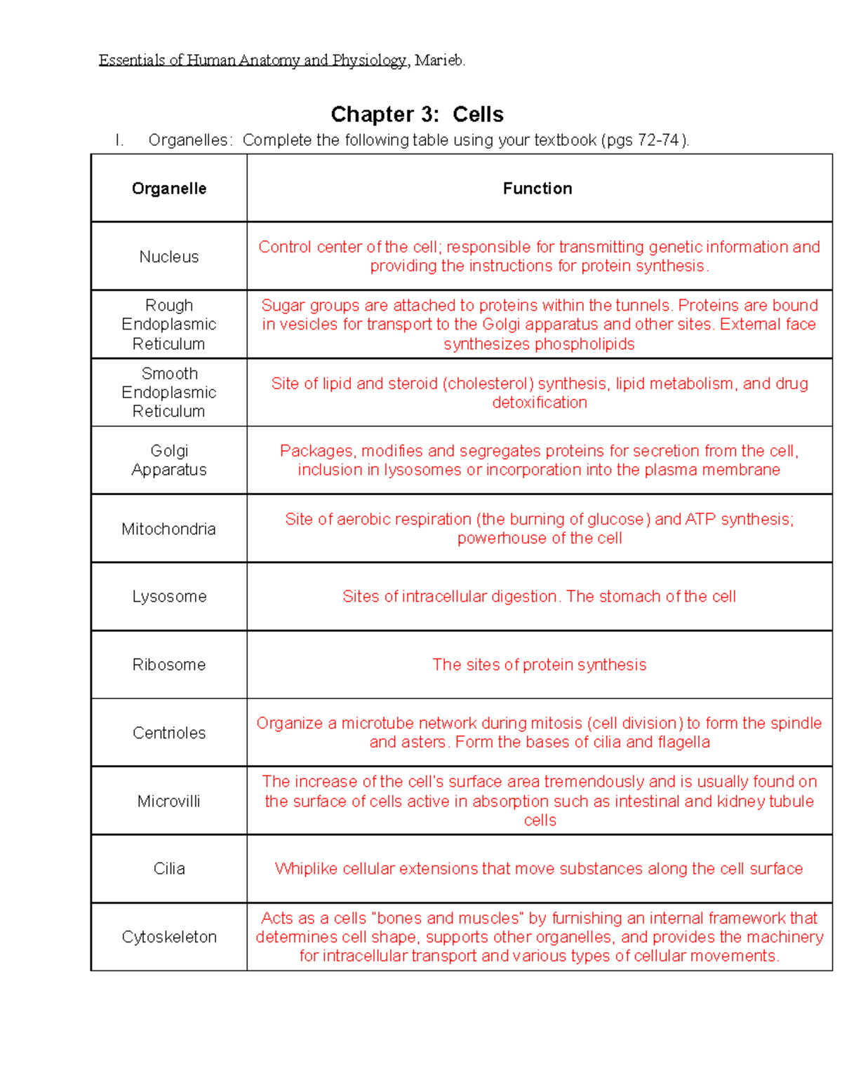 Anatomy And Physiology Chapter 3 Worksheet Answers The Muscular System